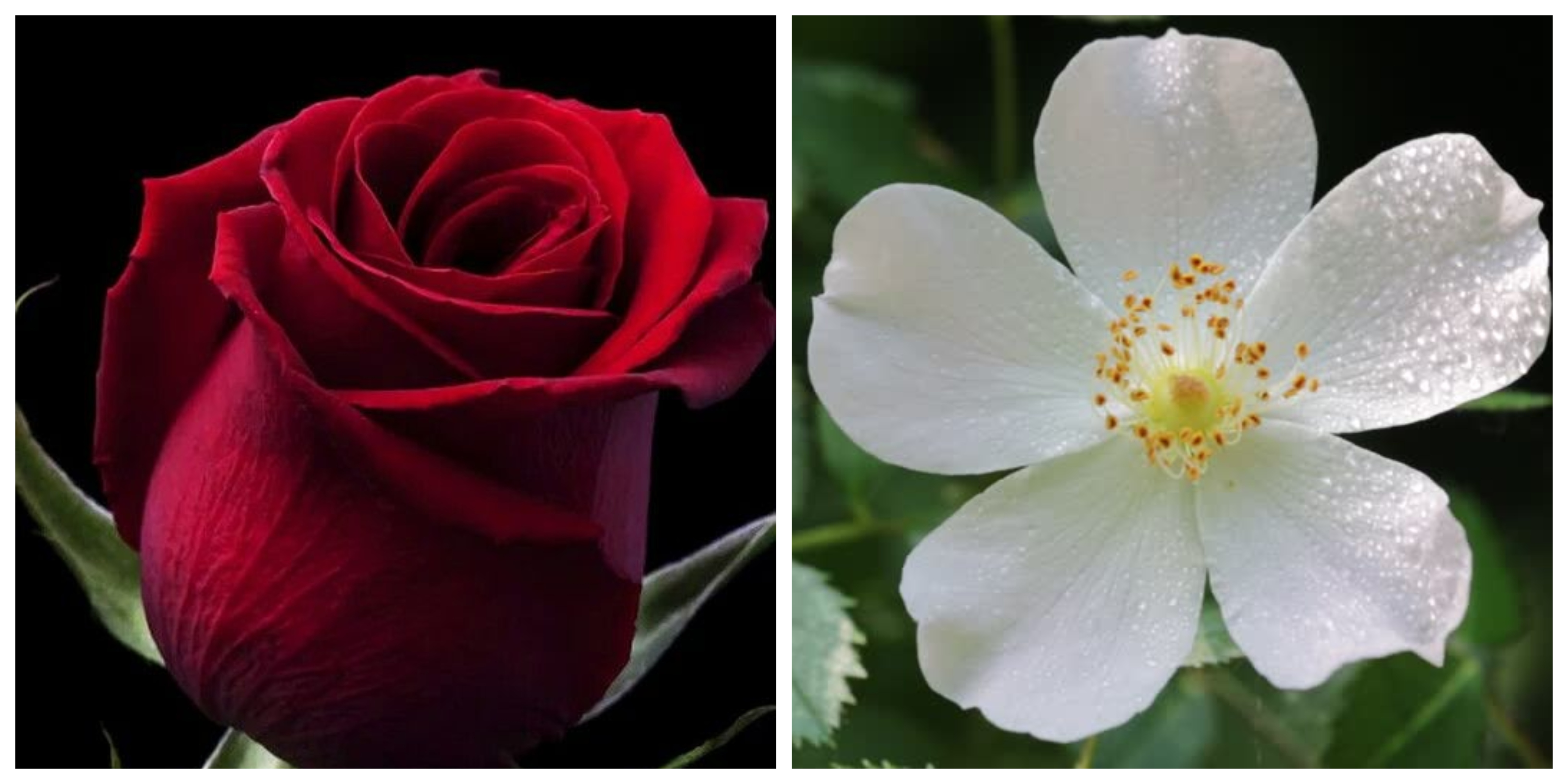 The Two Roses – Girl of a different Era